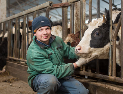 Cattle feed for dry, transition and fresh dairy cows | Cargill India